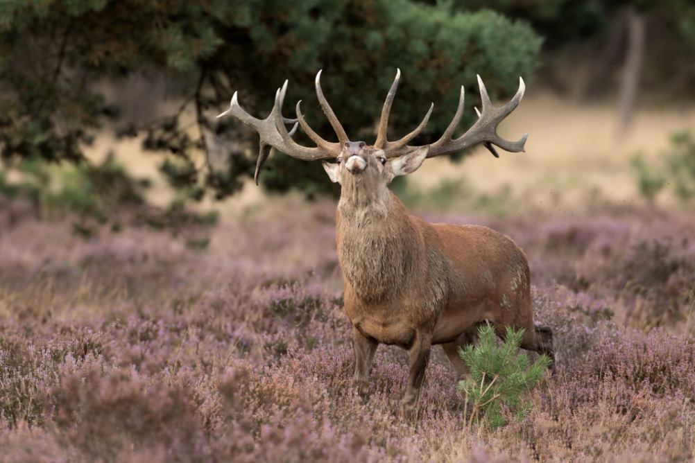 MYSLIVOST: MŮJ PRVNÍ JELEN. #Jelen, Jelení říje, Čas lásek jelenů ...