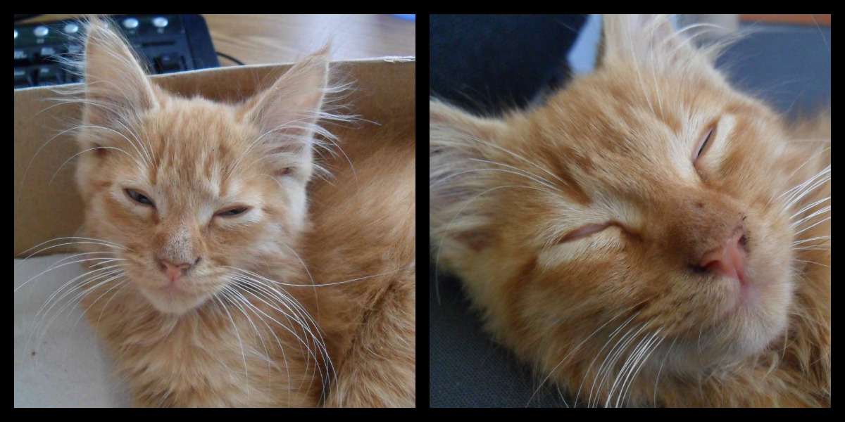 El Mundo Segun Morris...: La Historia de Chatran…