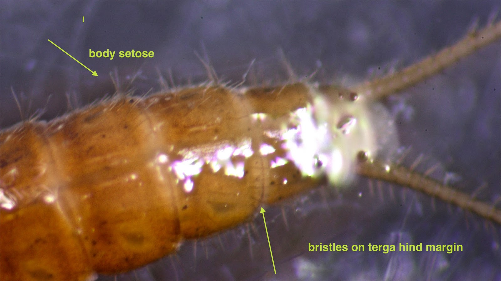 Aquatic Insects of Central Virginia: New Stream: New Genus of Small ...