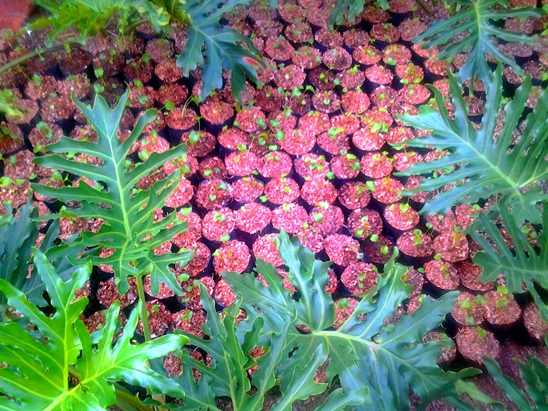 pillow dendron: pillow dendron