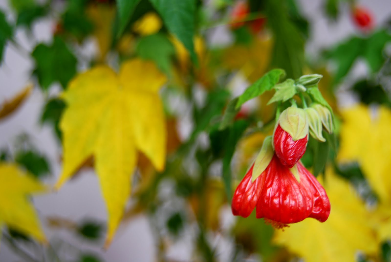 colored garden: Abutilon Striatum - Flower Muple