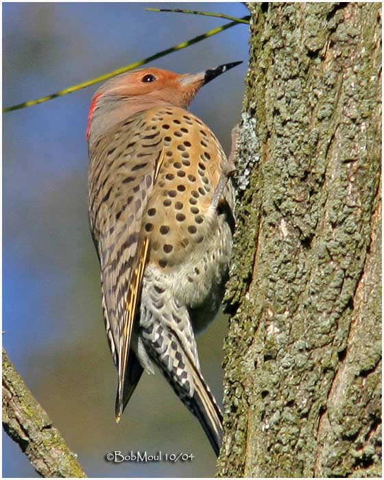 Springfield Plateau: Northern Flicker