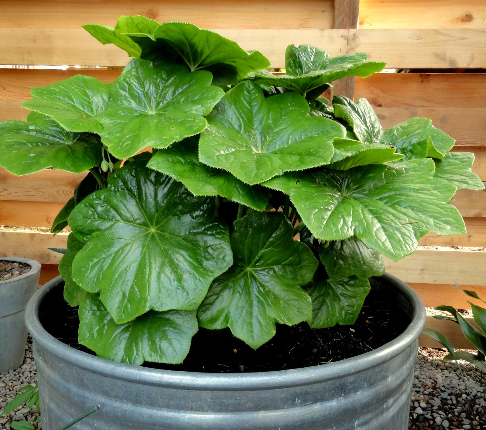 danger garden: Podophyllum pleianthum is my favorite plant in the ...