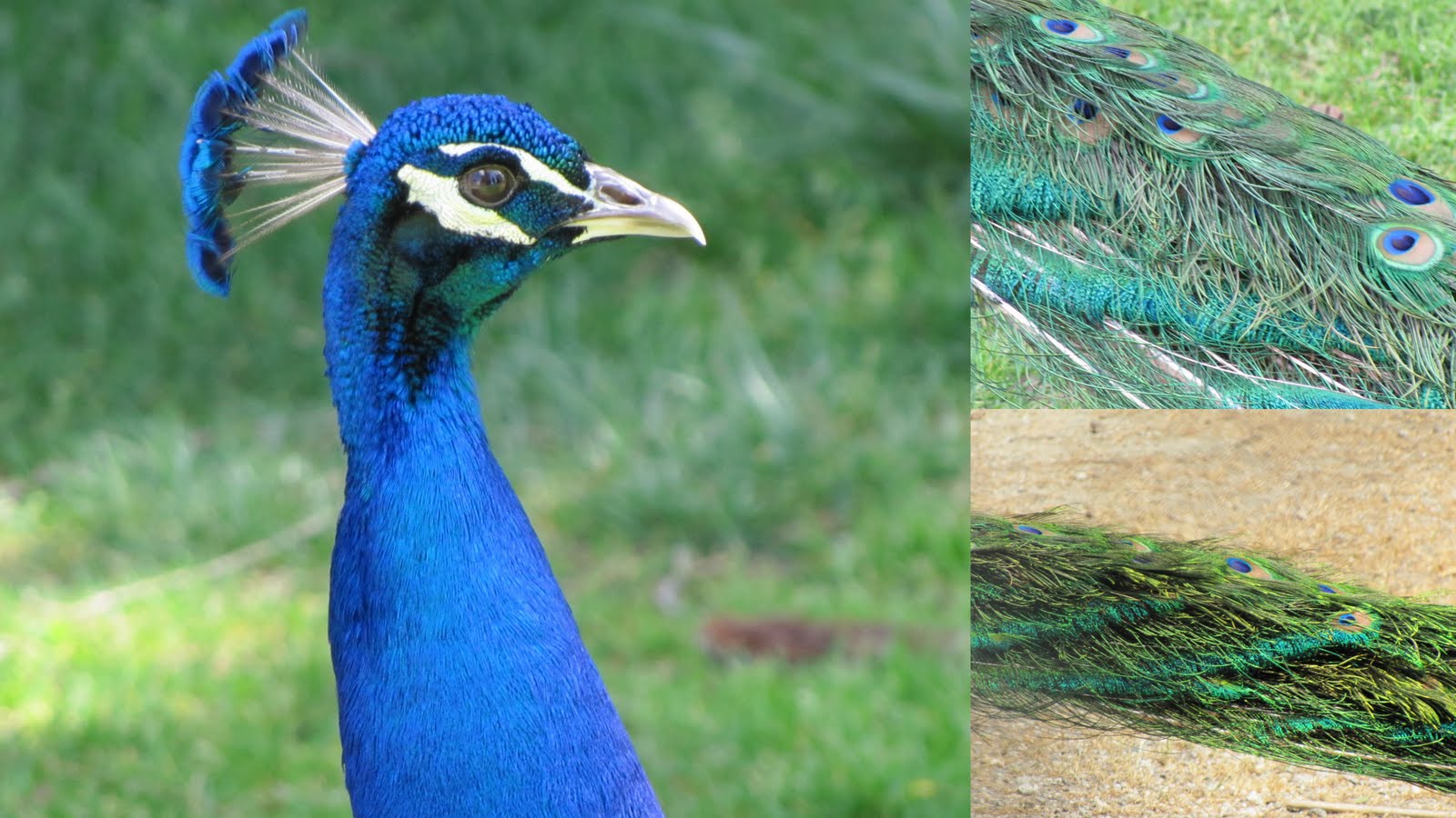 Peacocks at the Park