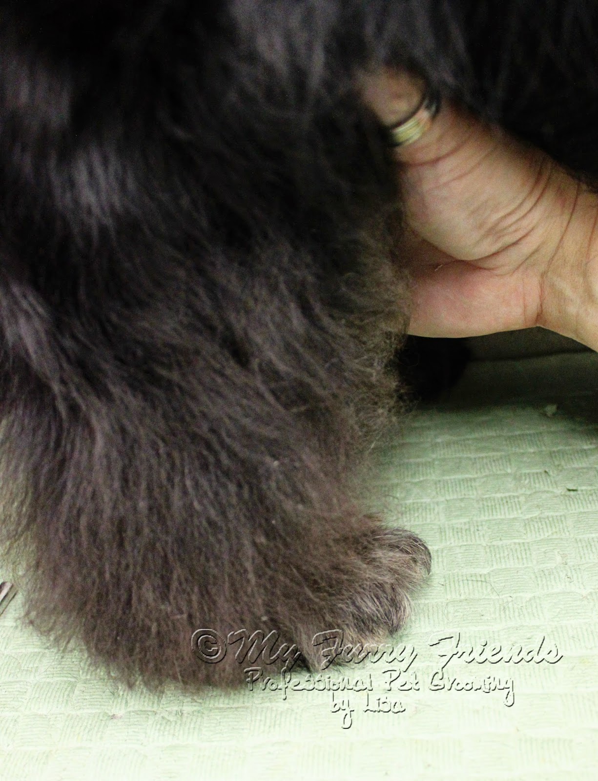 Pet Grooming: The Good, The Bad, & The Furry: Simple Trims....