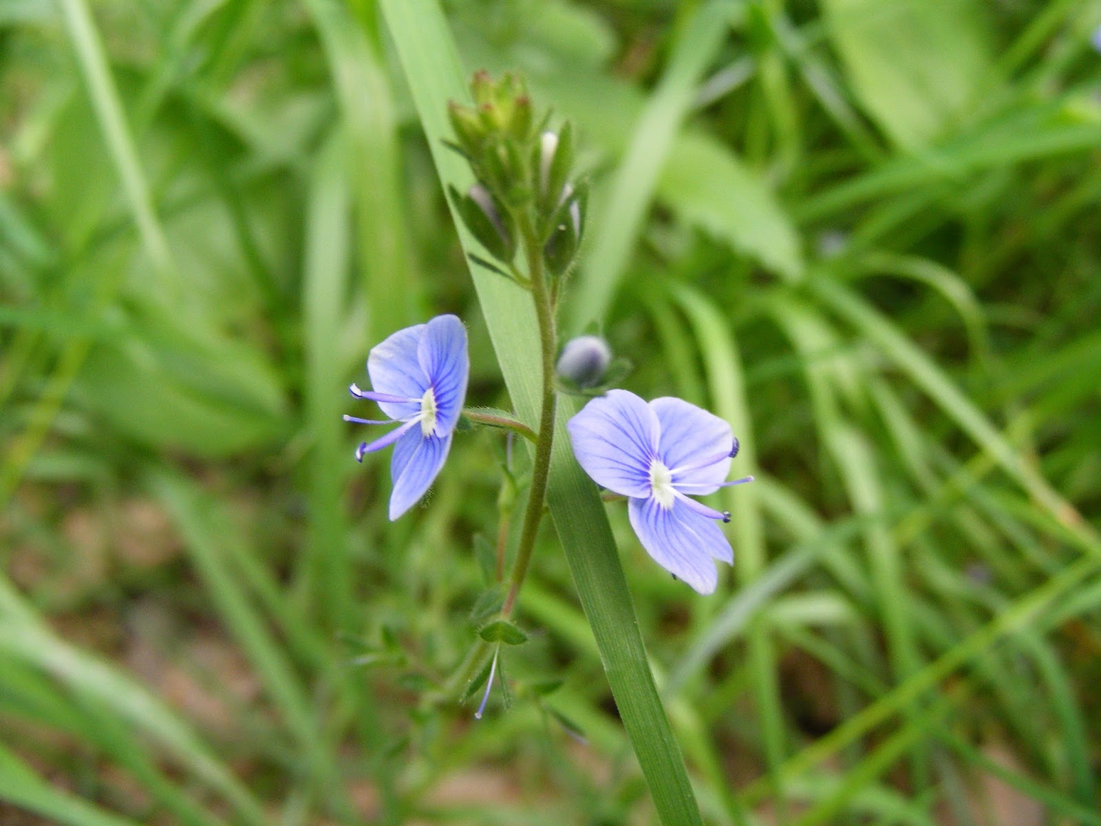 Calatoriile Mariei: O scurta calatorie prin Padurea Trivale, dupa Paste