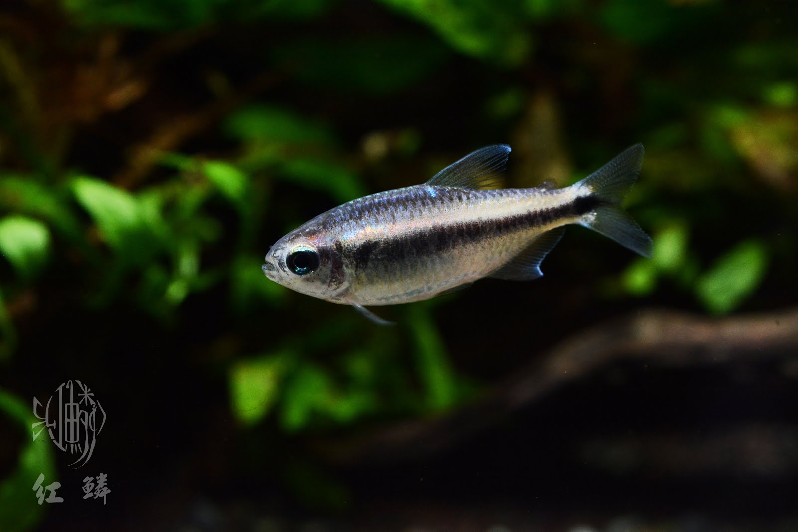 紅鱗水族 Redscales Aquarium: 藍肩黃魔鬼燈(幻彩藍魔鬼燈) Hyphessobrycon sp. Blue Devil Tetra