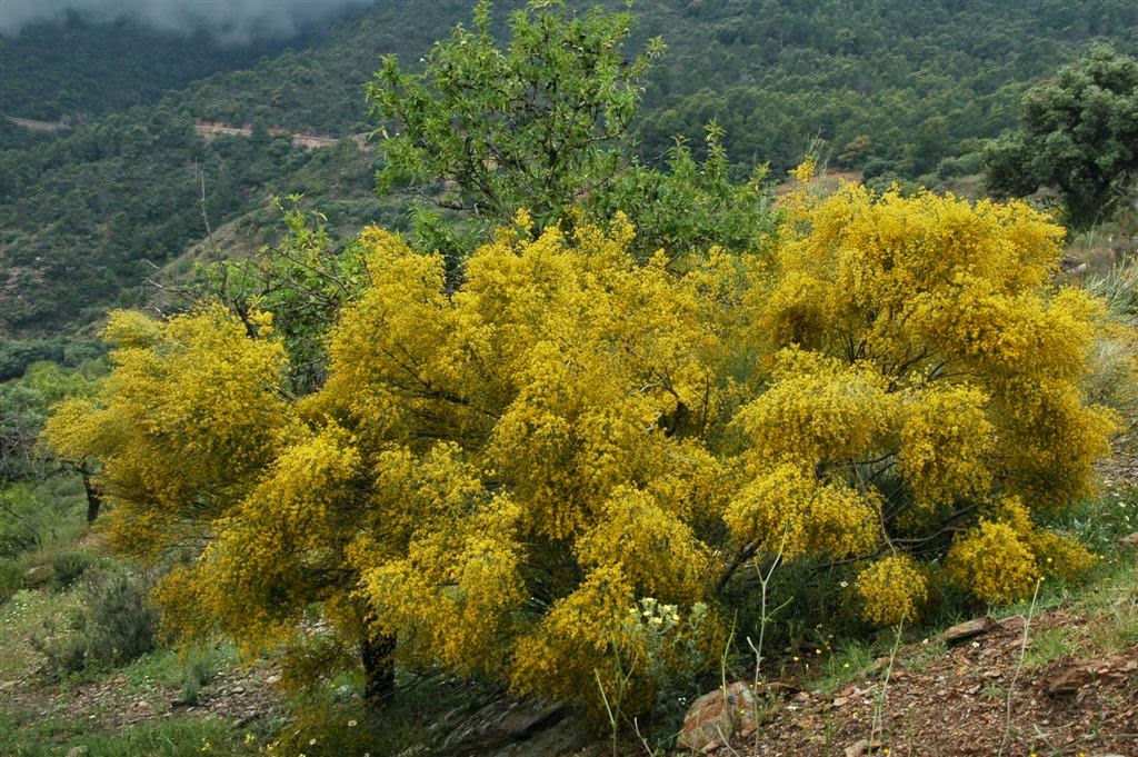 BIODIVERSIDAD COSTA GRANADINA Y...: Retama común, retama amarilla ...