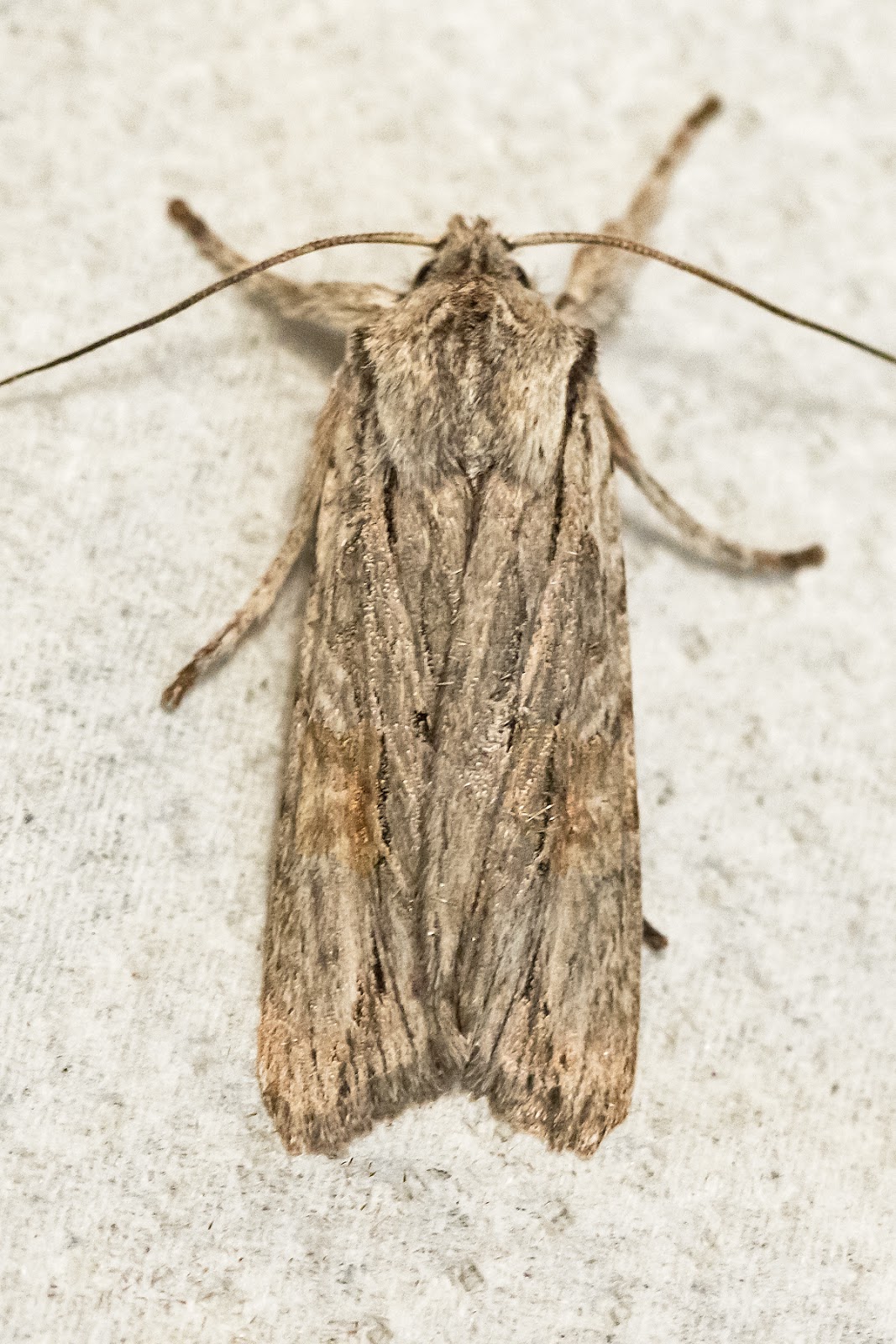 Butterflies, Dragonflies, Moths & other Insects: Blair's Shoulder-knot Moth