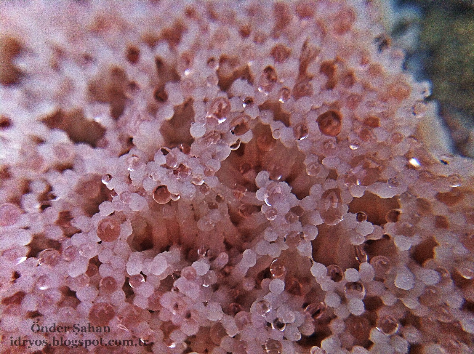 idryos: Stemonitis Axifera , Stemonitis species Fungi . Slime Mold ...