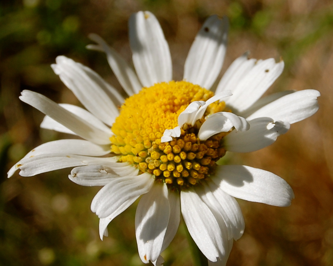 blackoaknaturalist: More Quincy DIstractions