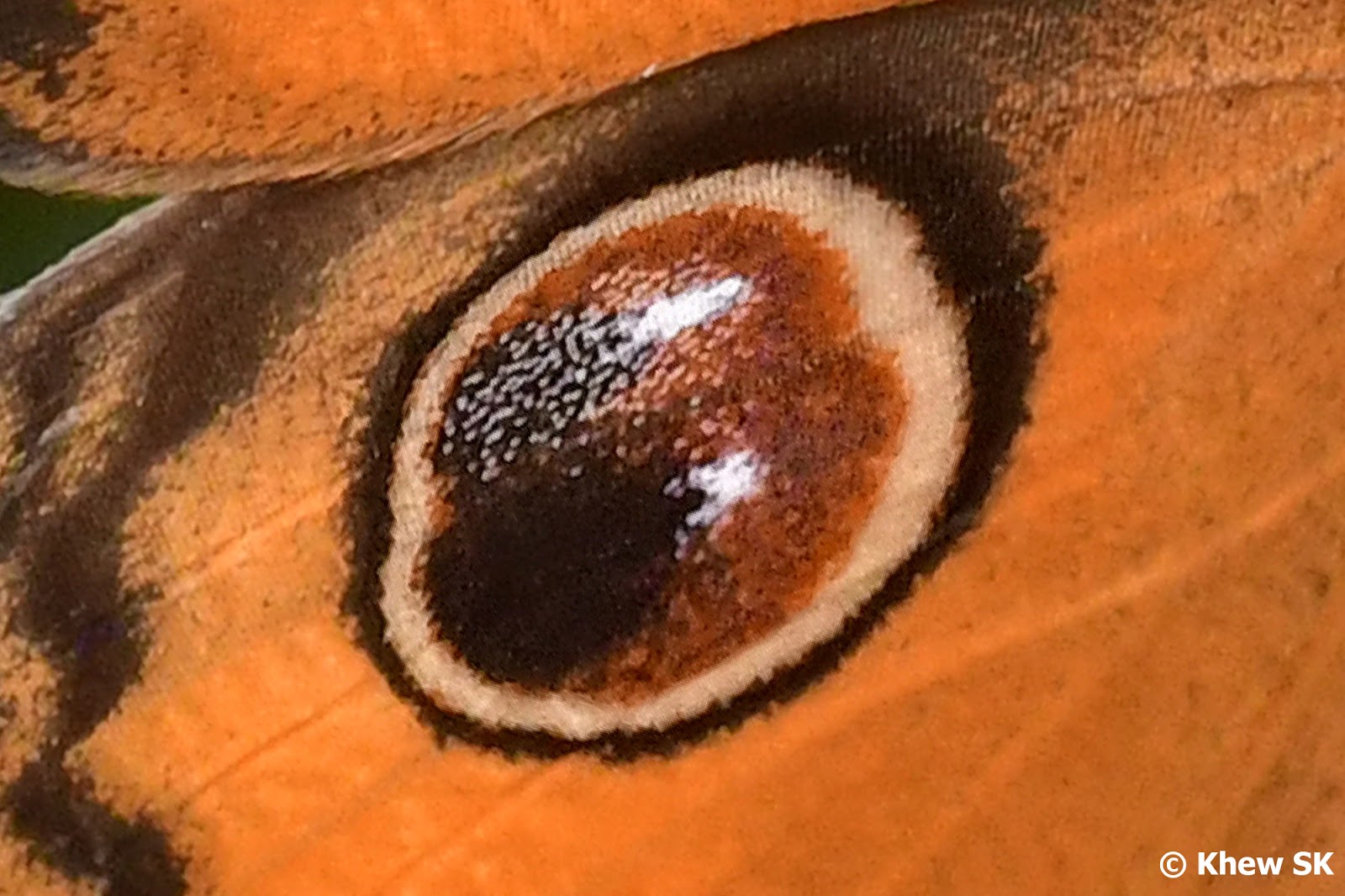 Butterflies of Singapore: Butterfly Eyespots