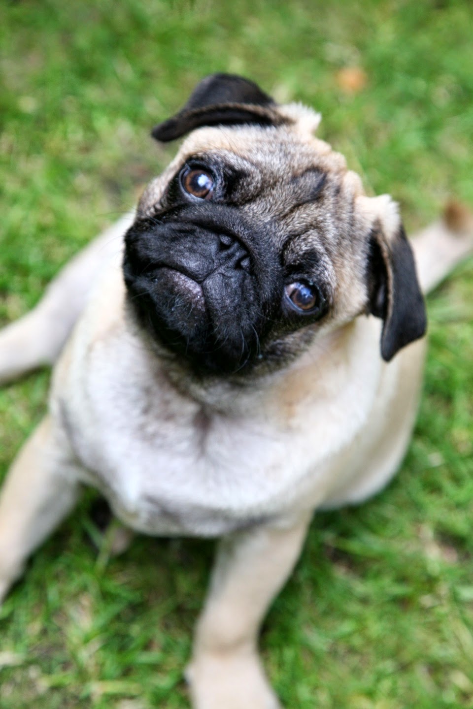 Kitten Grey Frocks And Beautiful Pugs | Pamper and Curves