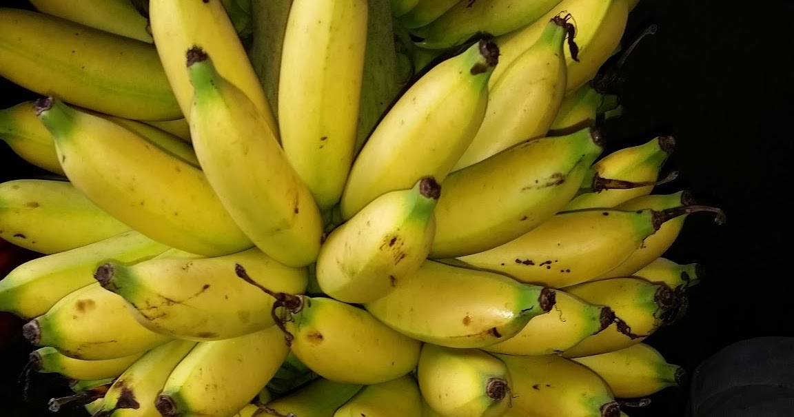 Warisan Petani: Pisang 40 Hari
