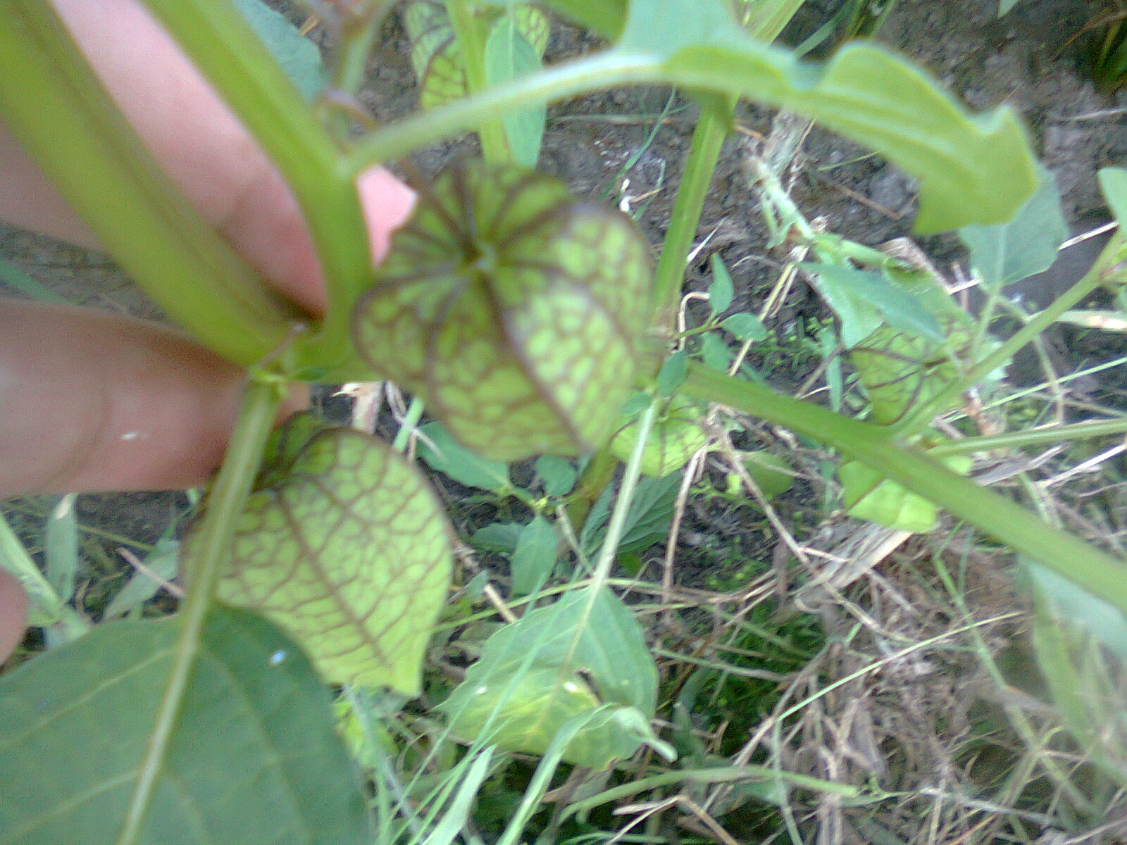 Cara Budidaya CIPLUKAN (Physalis angulata) Untuk Menyembuhkan Diabetes ...