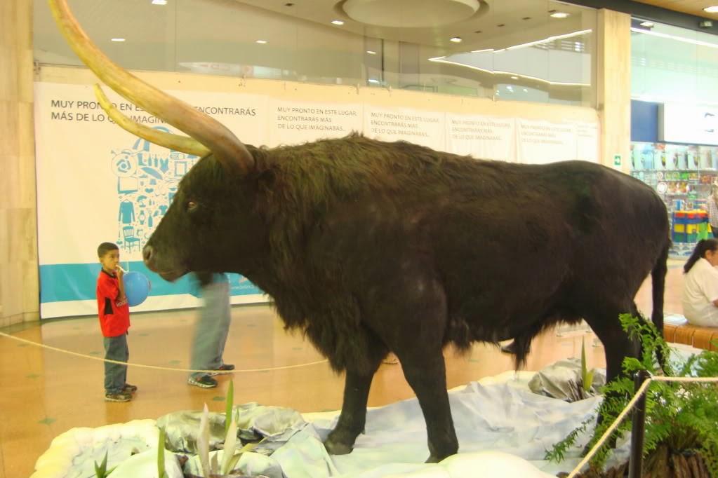 La Bitácora de Jenri: Encuentran en Santander los huesos de un toro ...