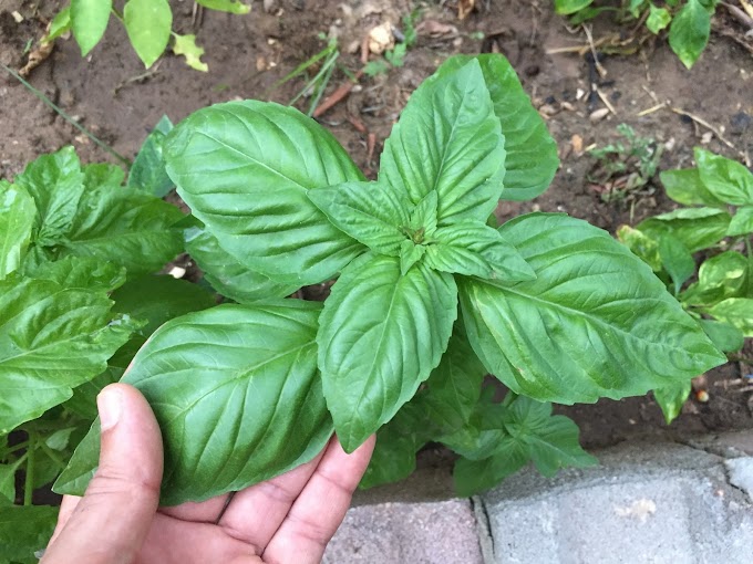 History of Basil