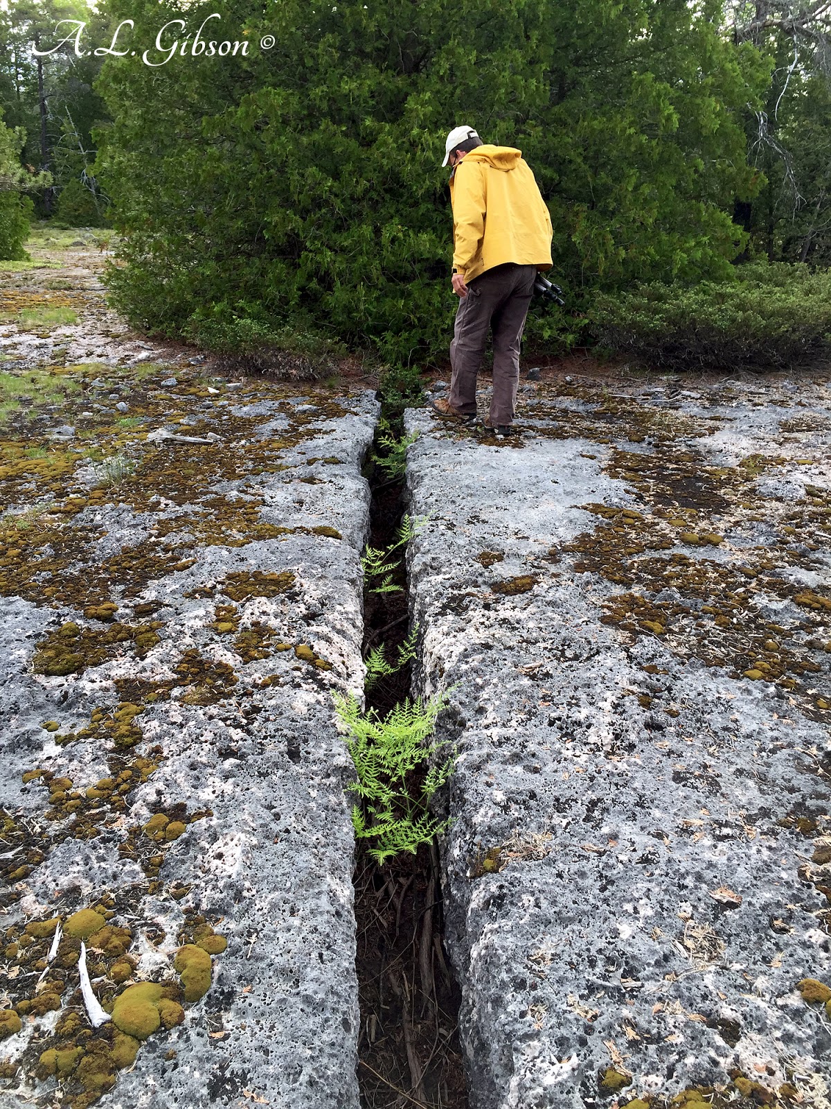The Buckeye Botanist: The Bruce Peninsula Part VI: An Alvar Wonderland