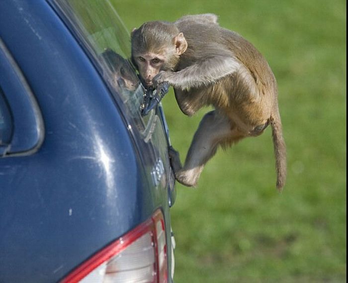 Surprisingly Amazing Globe: Monkeys in love with a car!