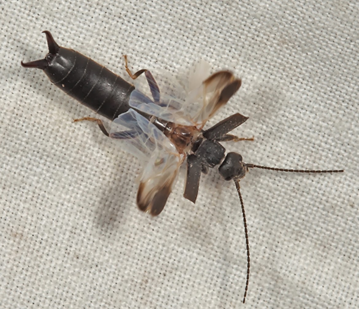 BunyipCo: Australian Earwigs