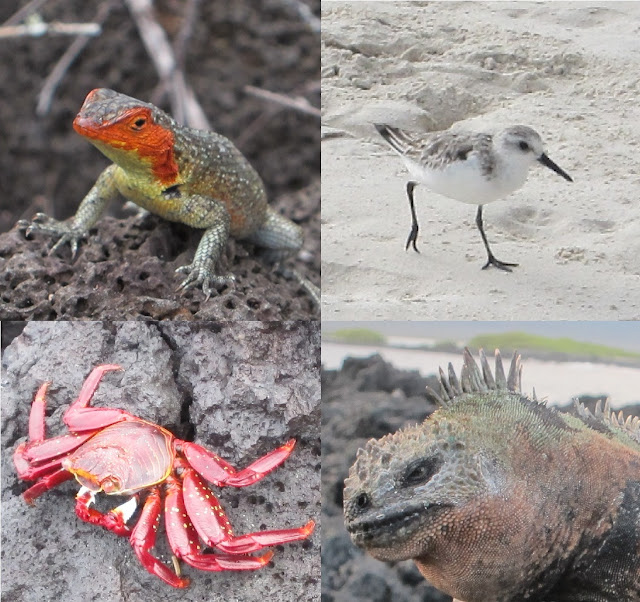 Rock Around the Globe: Ecuador - Galápagos Islands