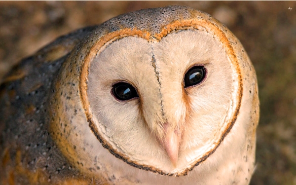 White Wolf : The look of love! Meet the little owl with heart-shaped face