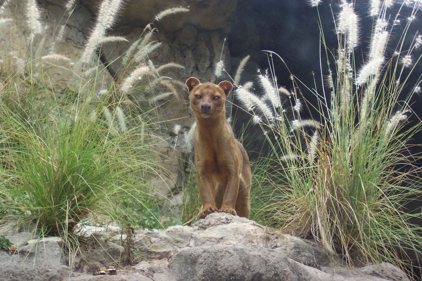 Fossa | Animal Wildlife