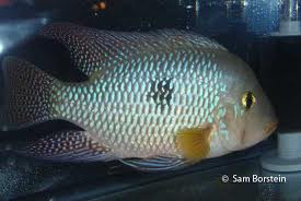 Mickei dicas para pescaria: CARA um peixe forte