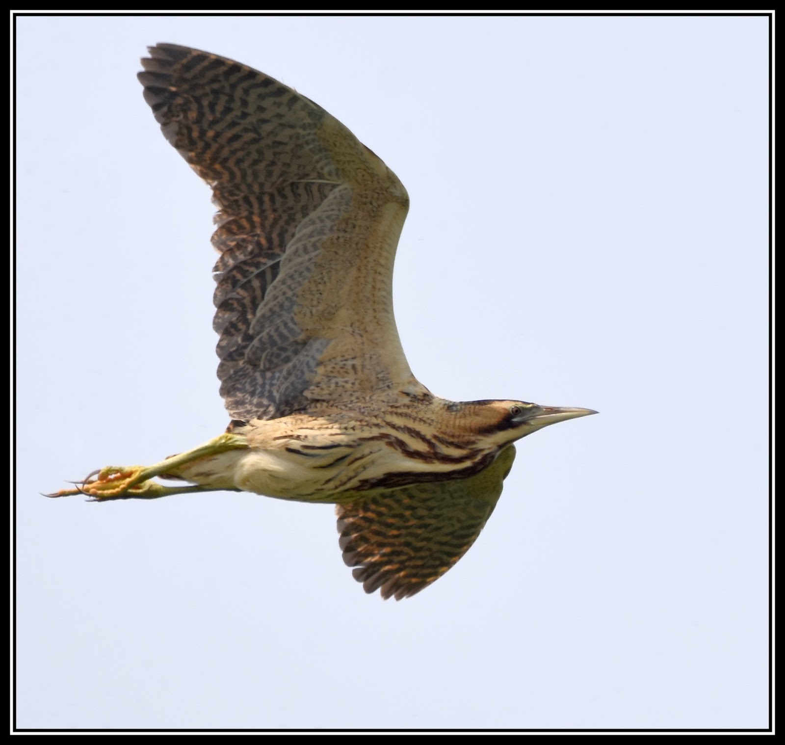 Carl Bovis Nature Photography: Bitterns in flight and a VERY showy ...