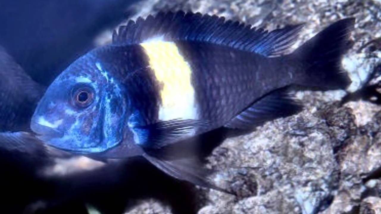 Lake Tanganyika Fish: The Most Unique and Most Costly Fish in the World ...