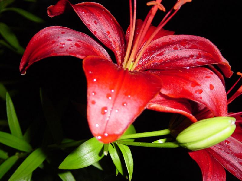 flowers: Great ideas On Growing Lilies In The Garden