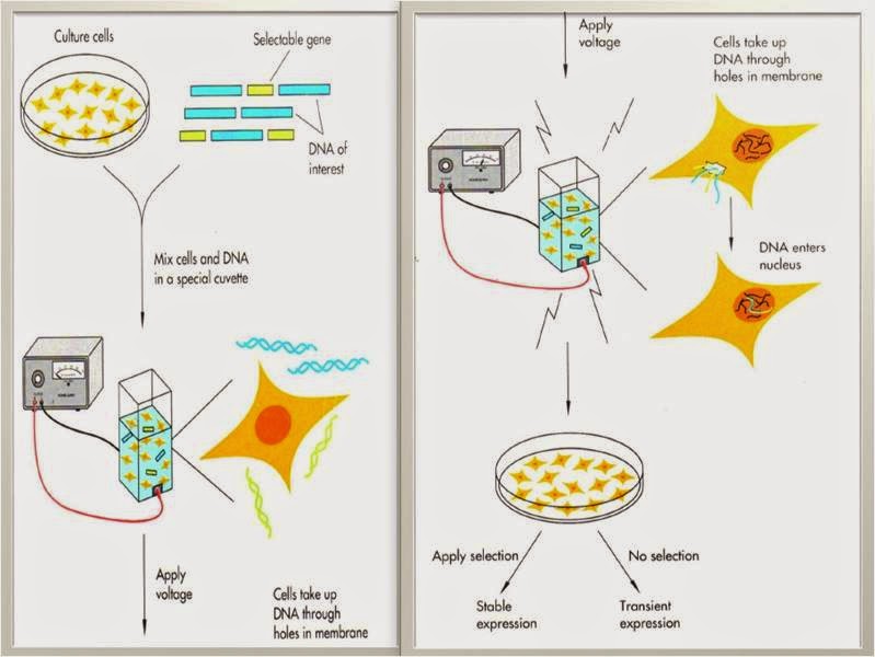 Bioteknologi Ikan Transgenik