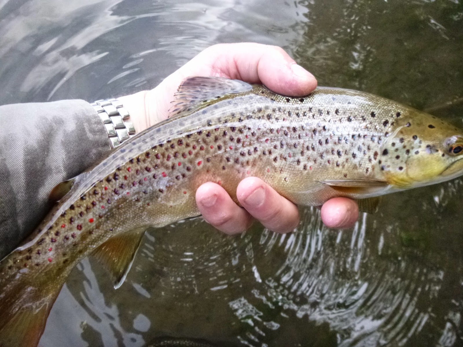 Becks and Brown Trout, Bamboo too: Wild fish