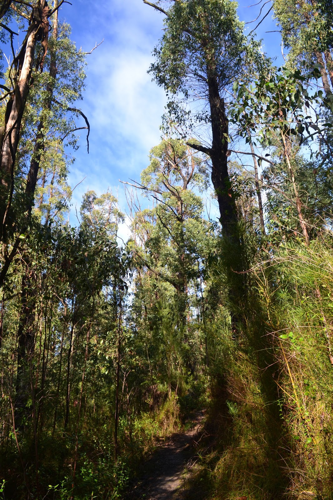 Goin' Feral One Day At A Time: Mt Everard Circuit, Kinglake National ...
