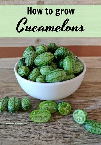 How to grow cucamelon - Feathers in the woods