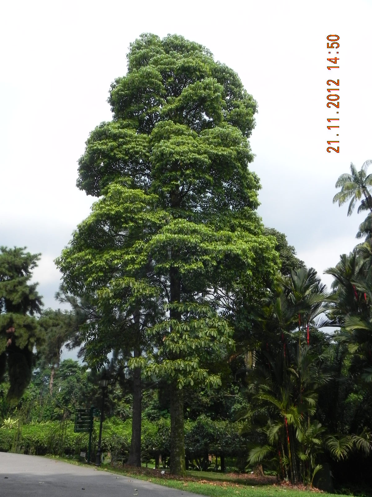 my G@Rdening frenzY: DYERA COSTULATA