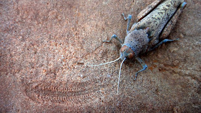 d r i n k s t e r: BULGHERONI HITS BAROSSA PAYDIRT