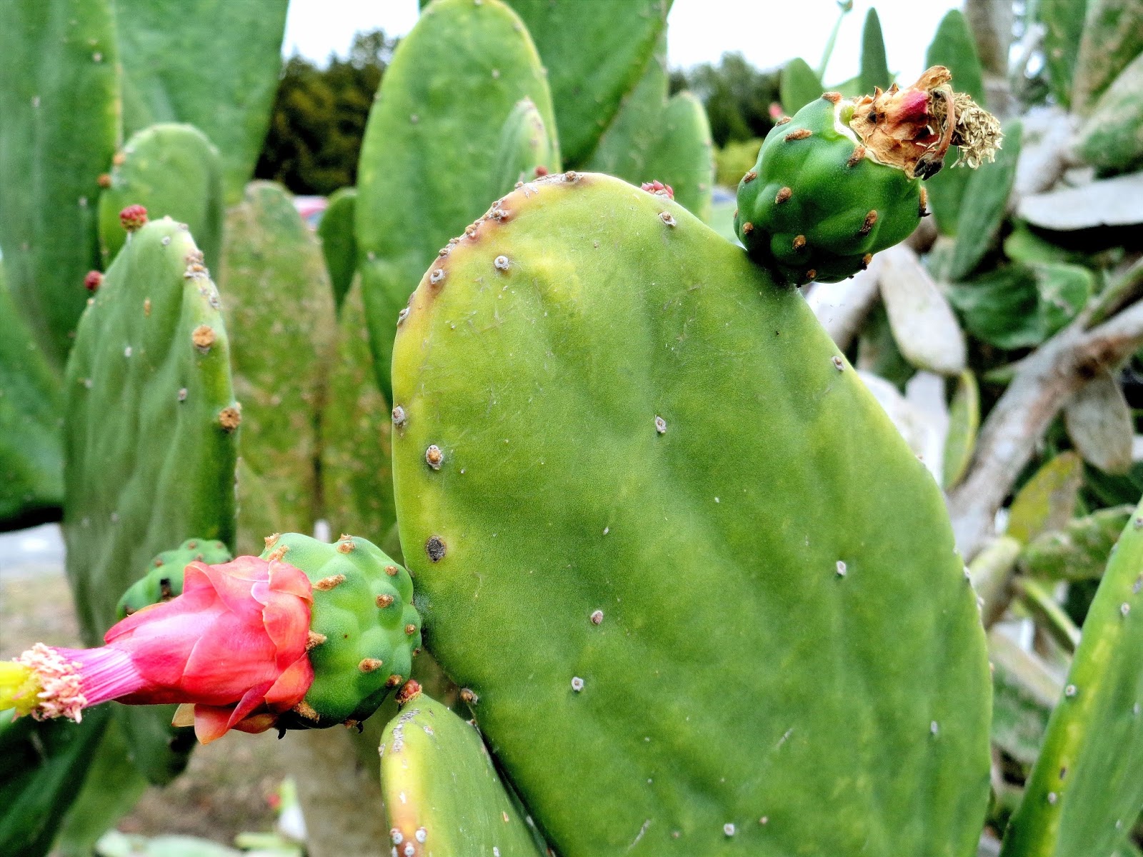 University of Florida/IFAS Charlotte County Extension: Padded cactus ...