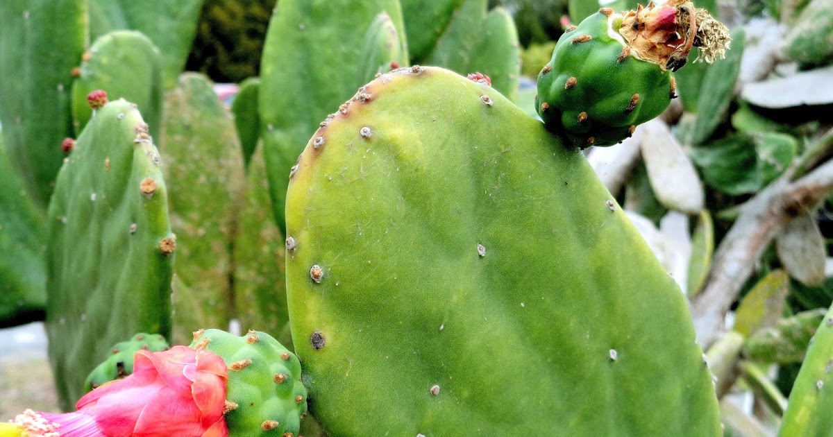 University of Florida/IFAS Charlotte County Extension: Padded cactus ...