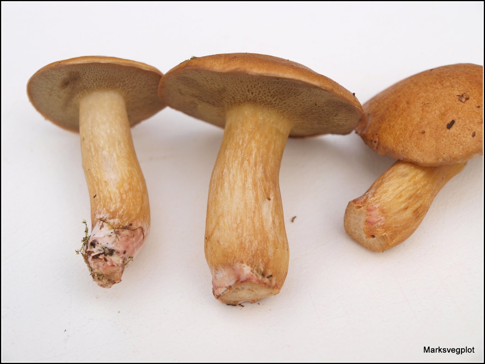 Mark's Veg Plot: How to identify fungi