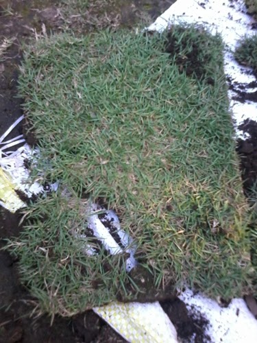 Rumput Jepang Rumput Manila Rumput Peking ~ Arya Flower Landscape