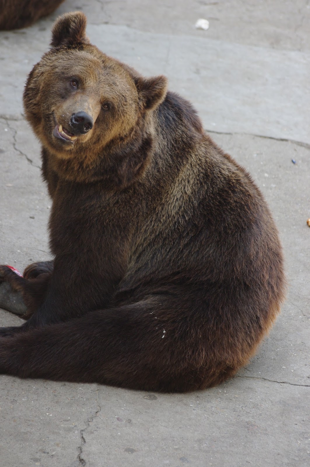 Abe's Animals: Ussuri brown bear