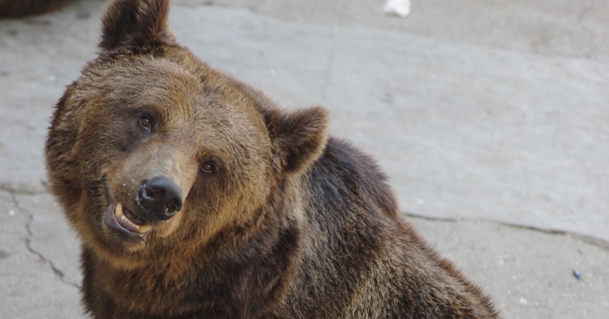 Abe's Animals: Ussuri brown bear