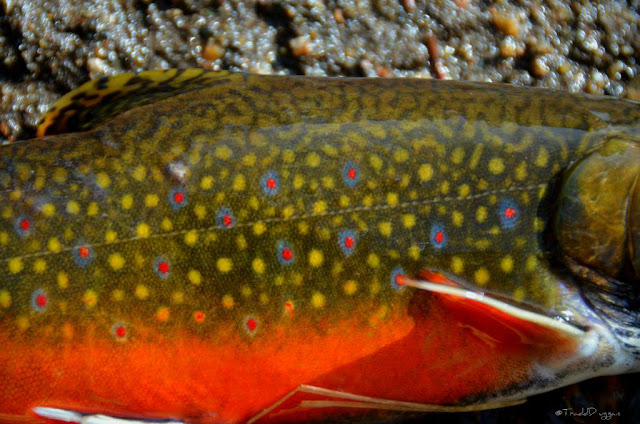 Fly Fish Addiction: Fall Brook Trout Fishing Colors