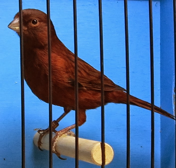 Canary Tales: Colorbred Winners San Diego Show