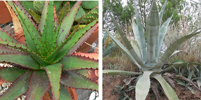 Aloe & Agave