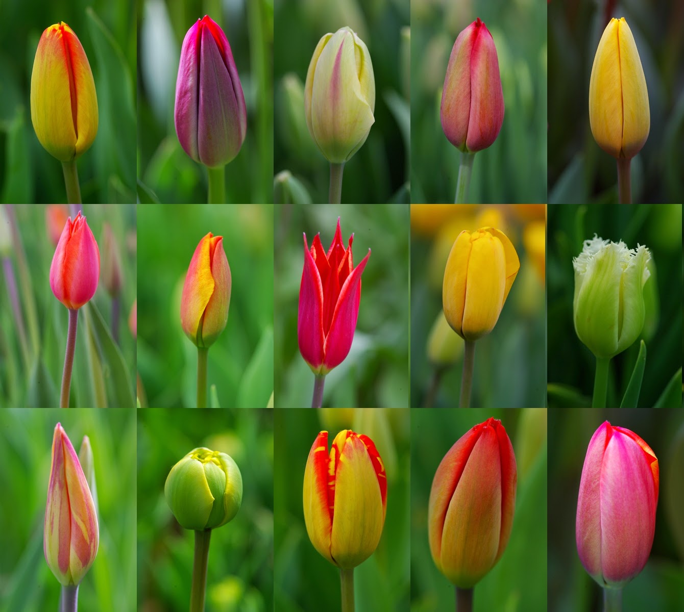 LALE (Tulipa) BAKIMI | Çiçek Bakımı, Çiçek Çeşitleri, Çiçek Türleri ...