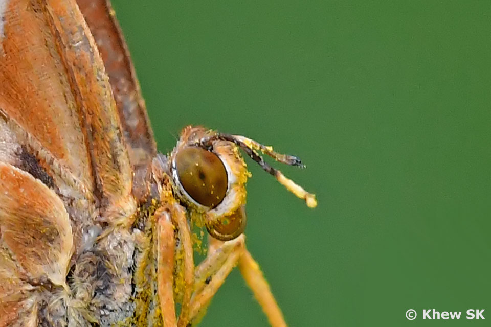 Butterflies of Singapore: The Butterfly Antennae