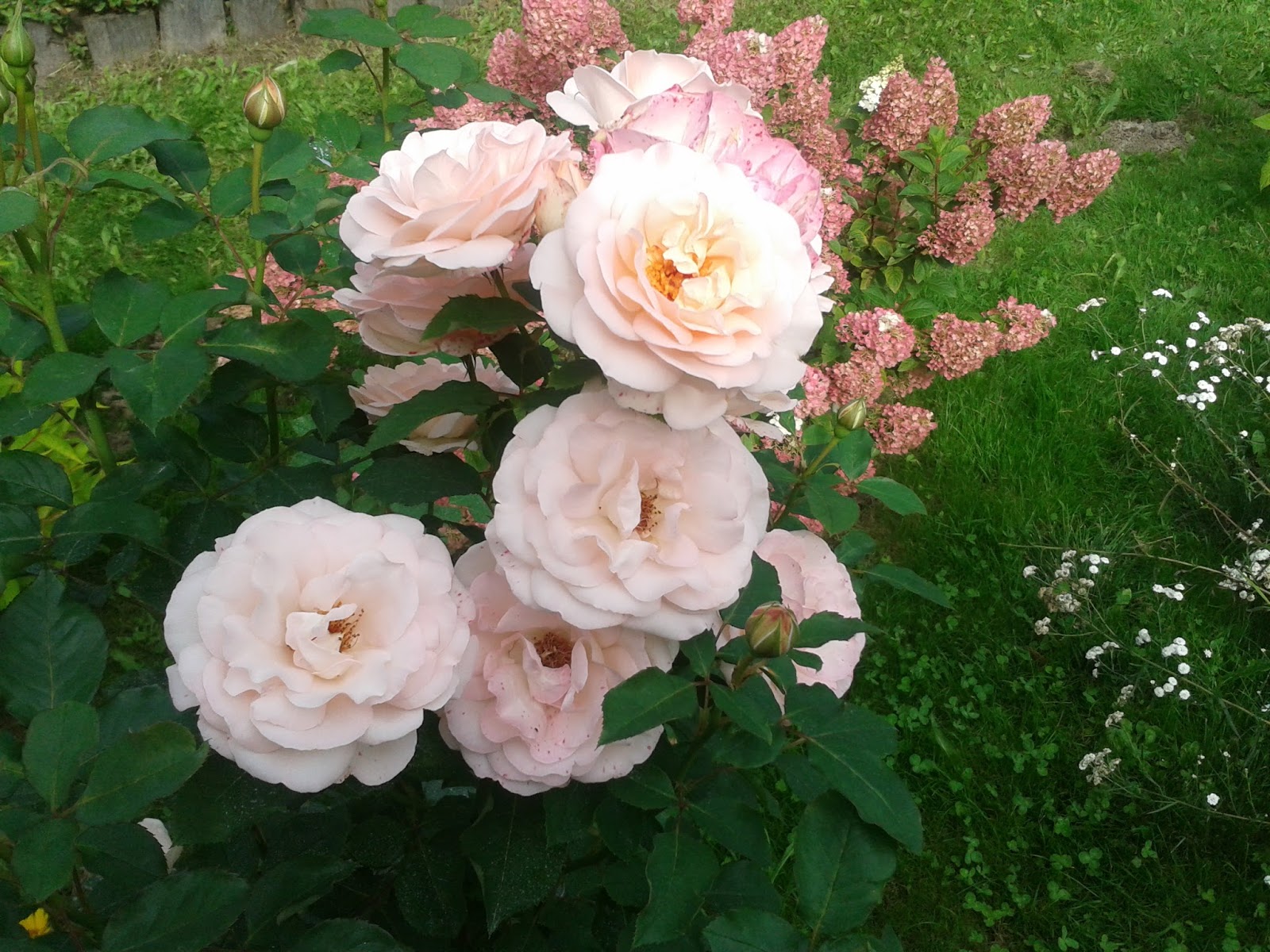 Ranczo Elma: Róża (Rosa) Clair Renaissance