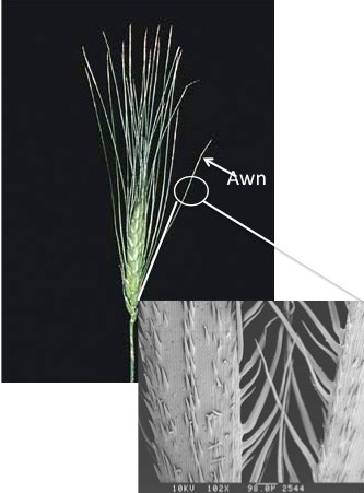 Botany @ UW: "Mean seeds" and their role in grass awn migration disease ...